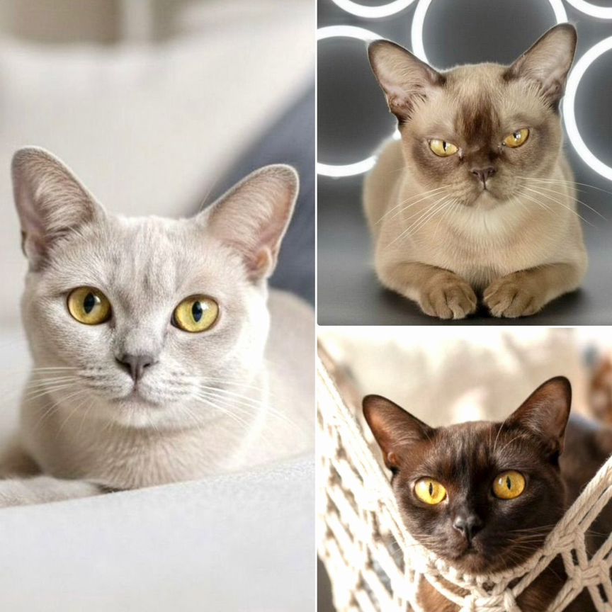 Европейская бурманская, взрослая кошка