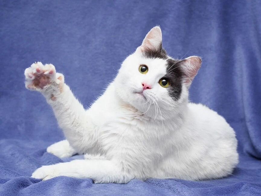 Очень ласковый кот в добрые руки