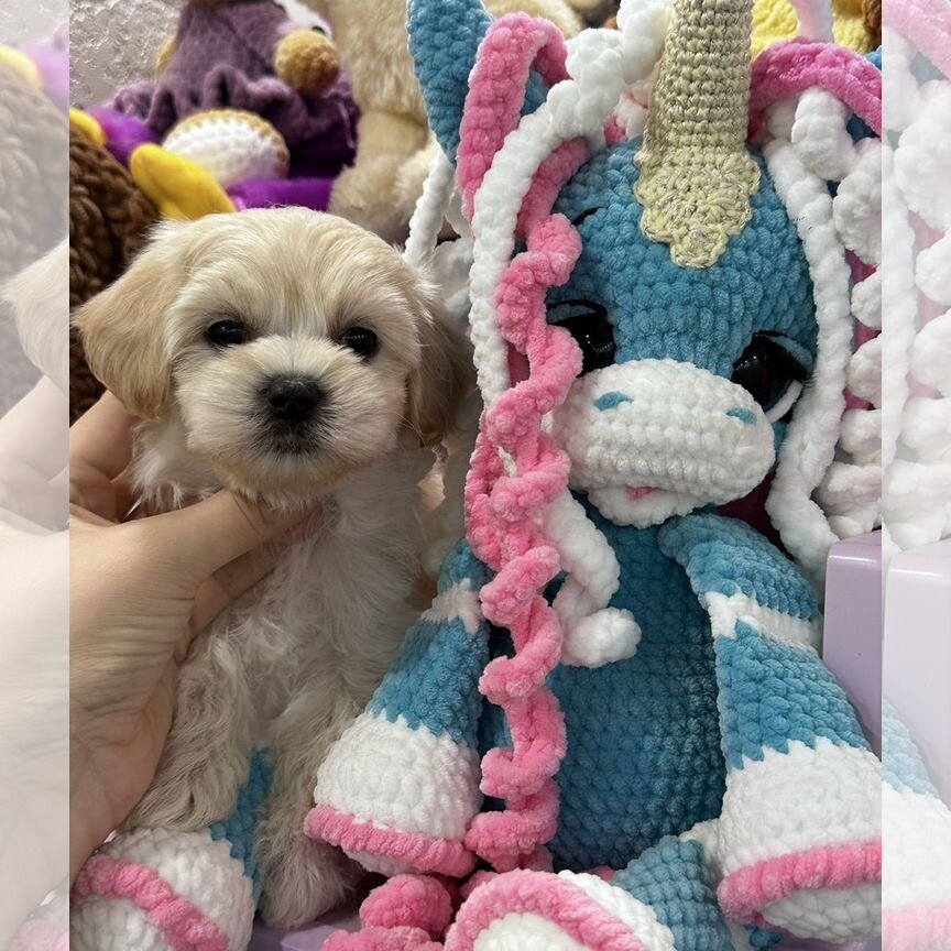 Ванильные зефирки мальтипу ф1