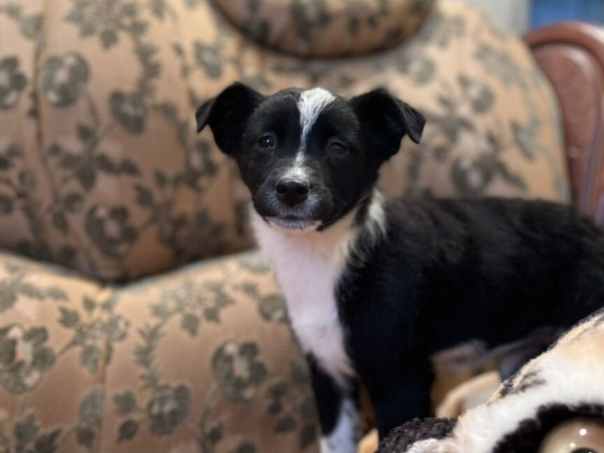 Щенок в добрые руки Джесси 3 мес бесплатно