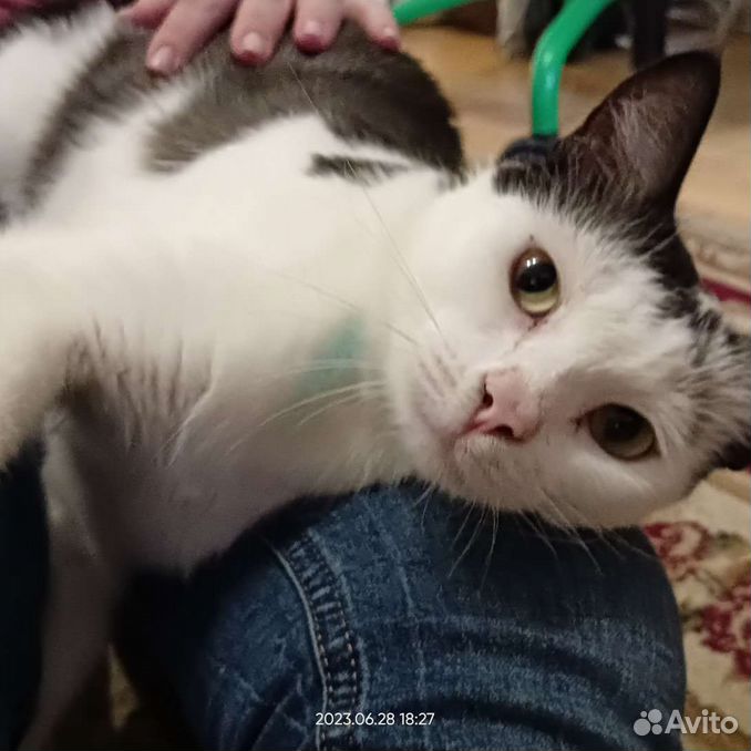 Кошка Мякиш ищет хорошего хозяина