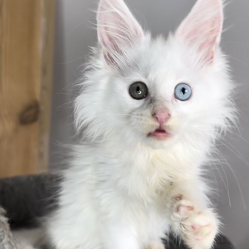 Девочка Разноглазая