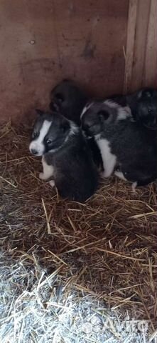 Продам щенков зсл