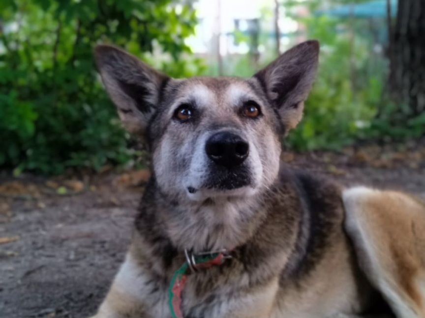 Хатико ищет дом