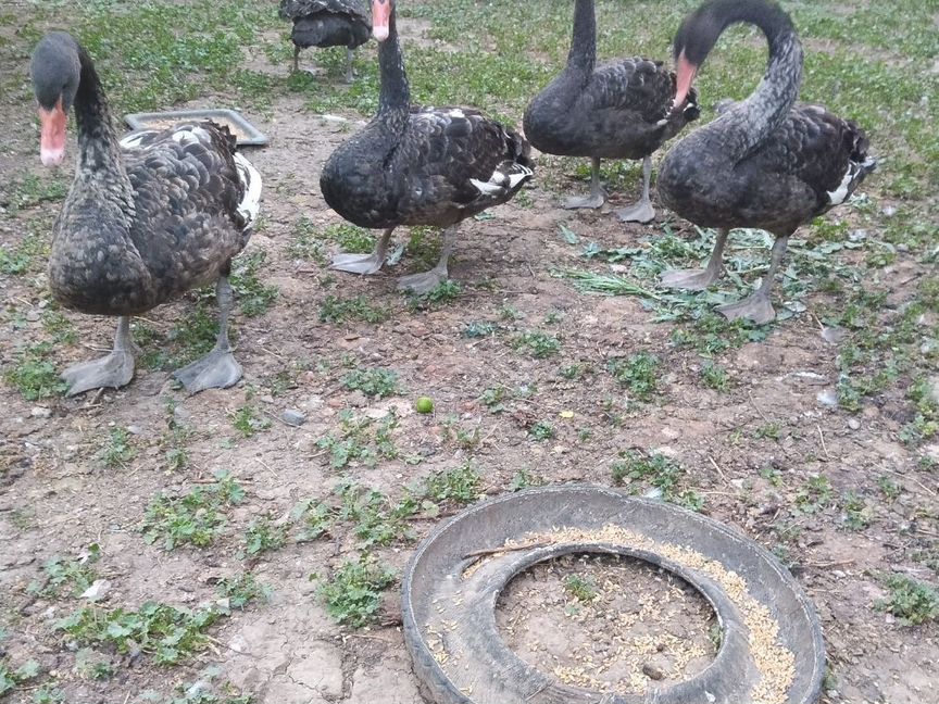 Лебеди черные