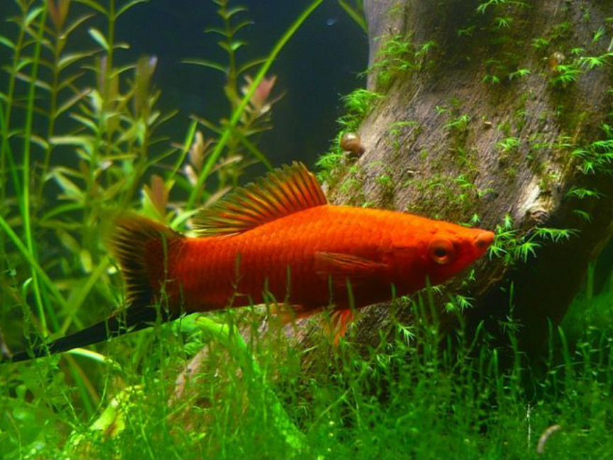 Меченосец Берлинский (Red Wagtail Swordtail)