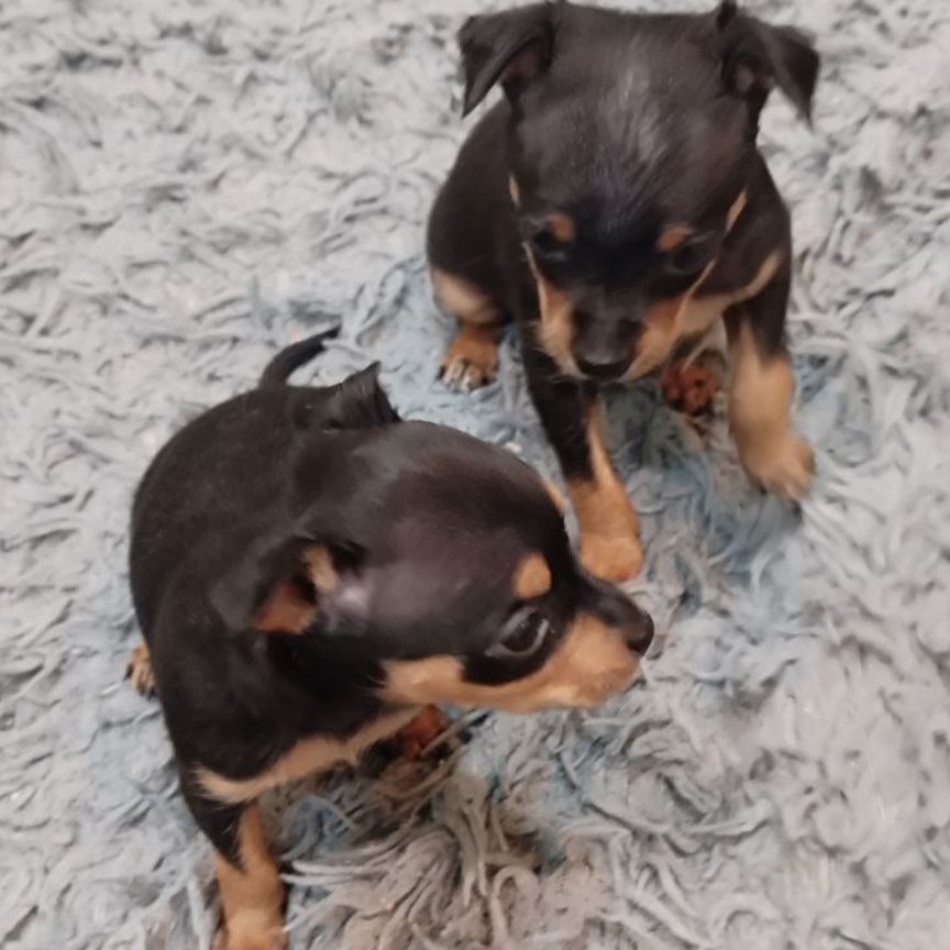 Цвергпинчер, щенок