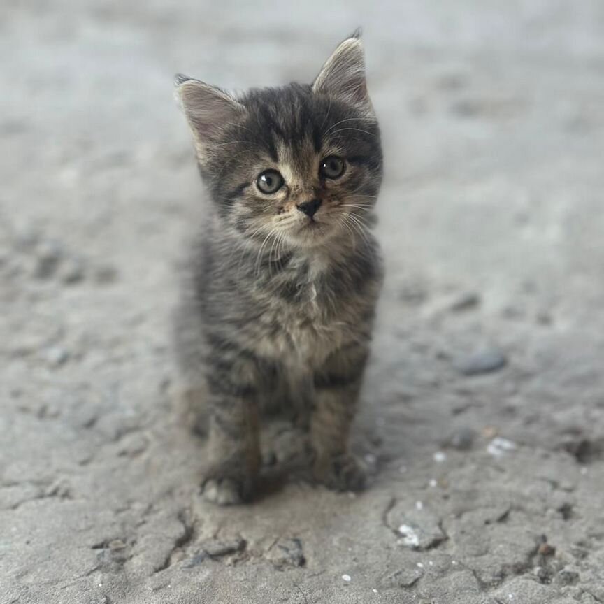 Котята в добрые руки 1,5месяца