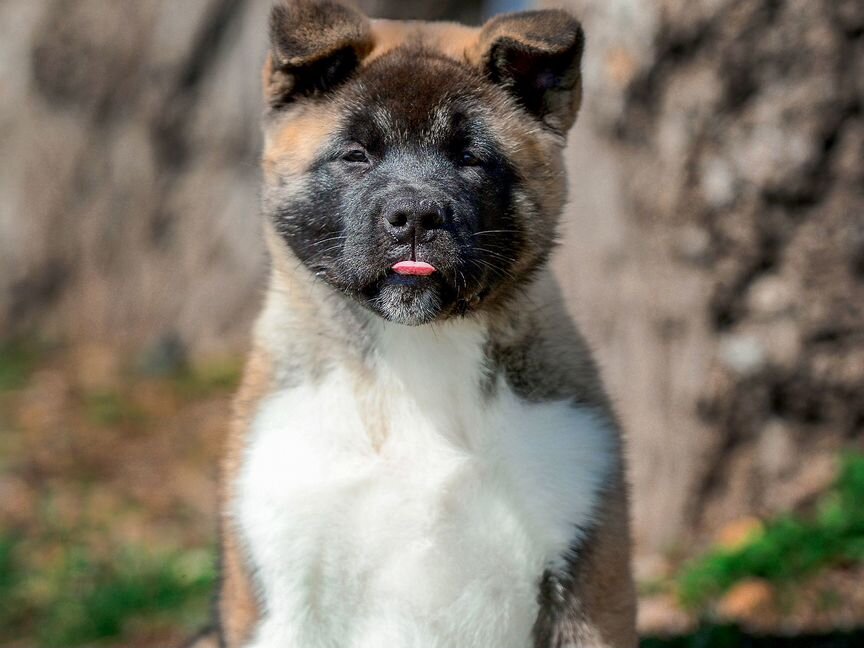 Американская акита щенок мальчик