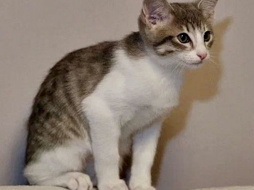 Котик 3 месяца