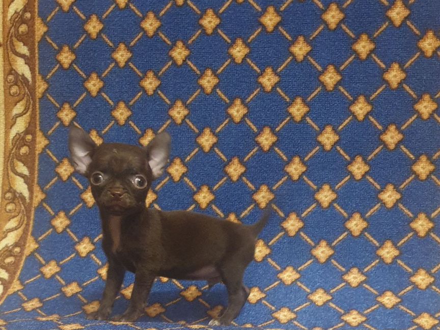 Микро мальчик Чихуахуа