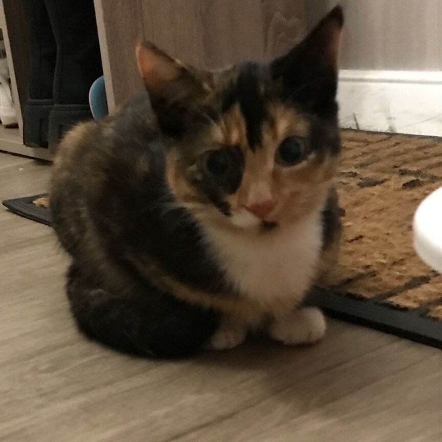 Котёнок в добрые руки бесплатно
