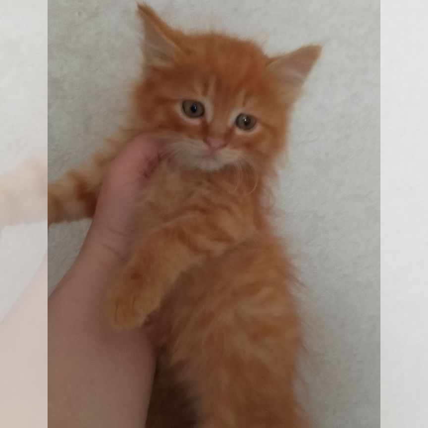 Курильский бобтейл длинношёрстный котёнок
