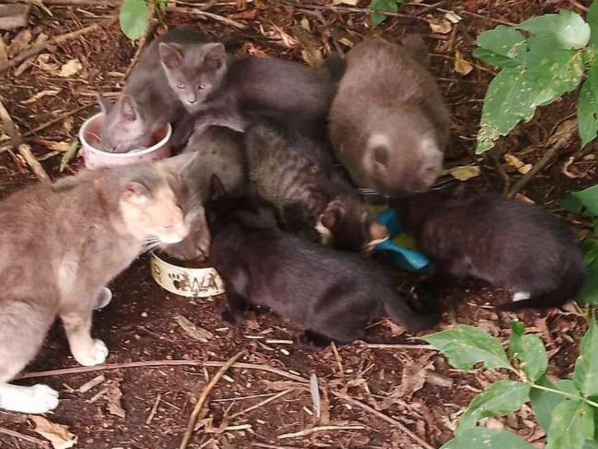 Котята в добрые руки