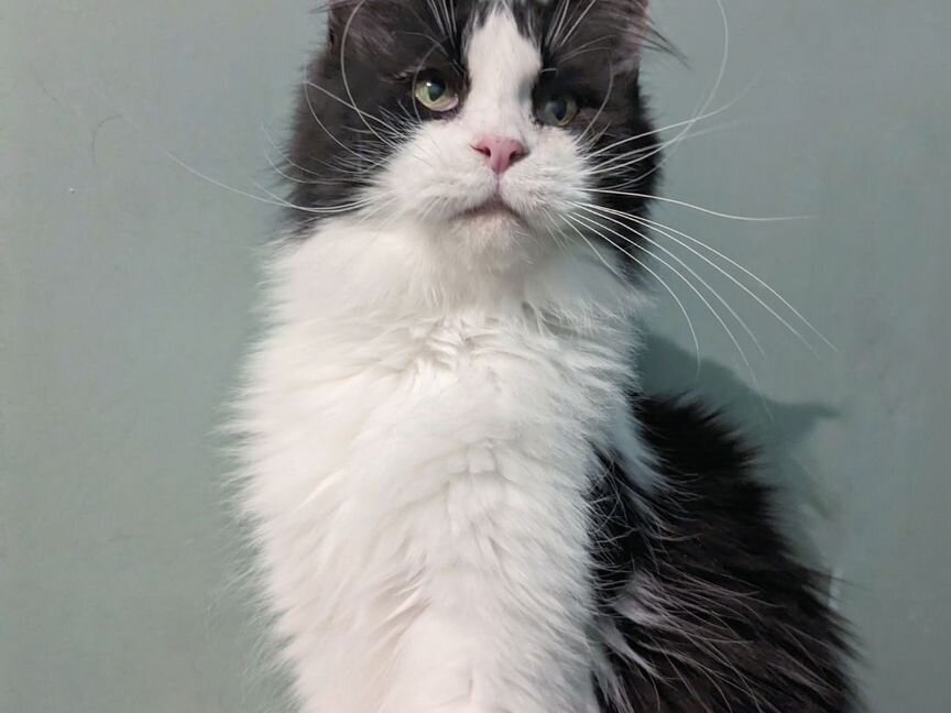 Мейн кун Томас, черно белый, 7 мес