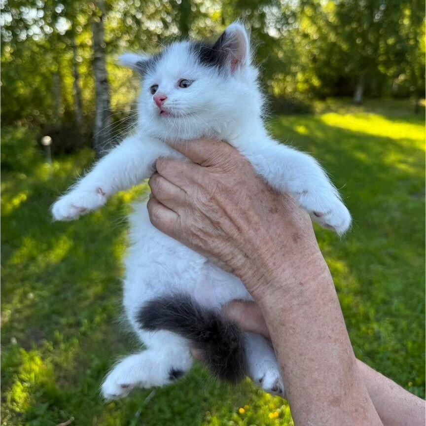 Котёнок в добрые руки
