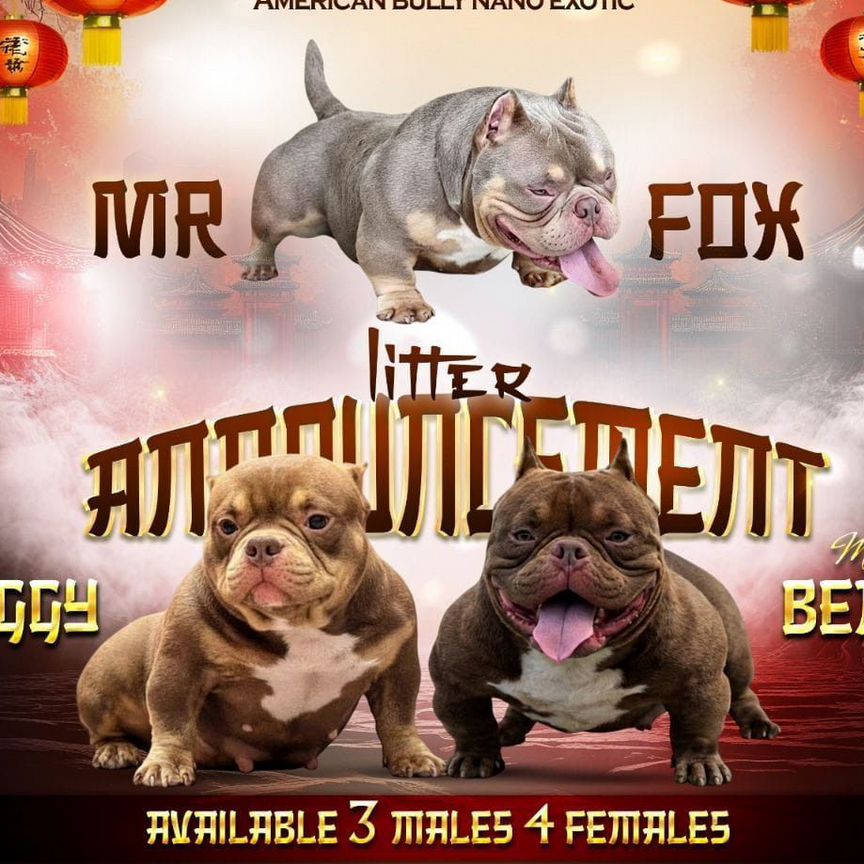 Американский булли, взрослый пёс