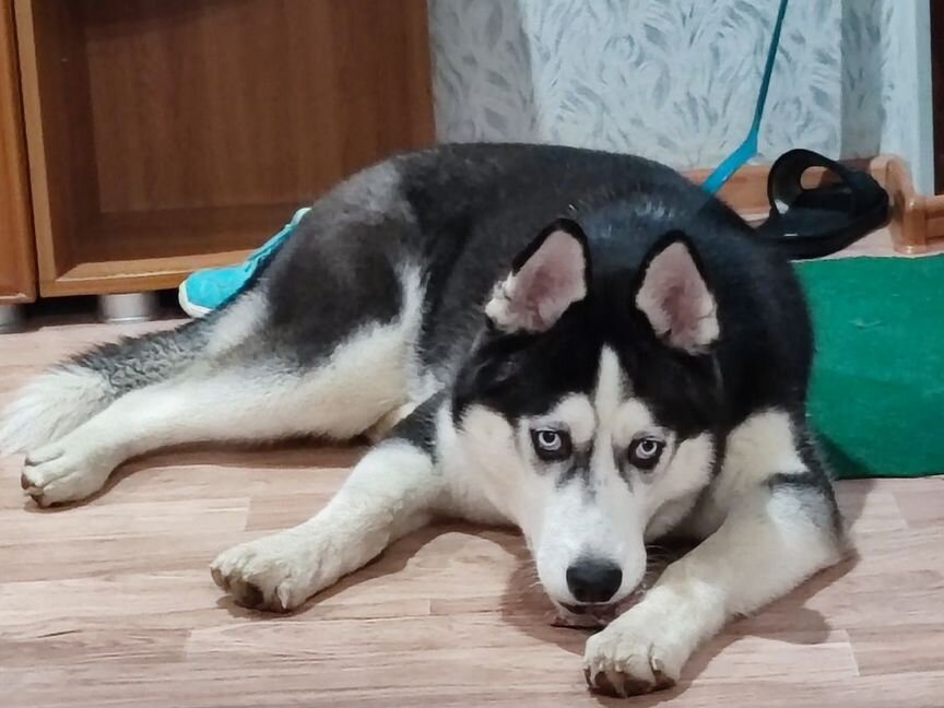 Отдам бесплатно щенка