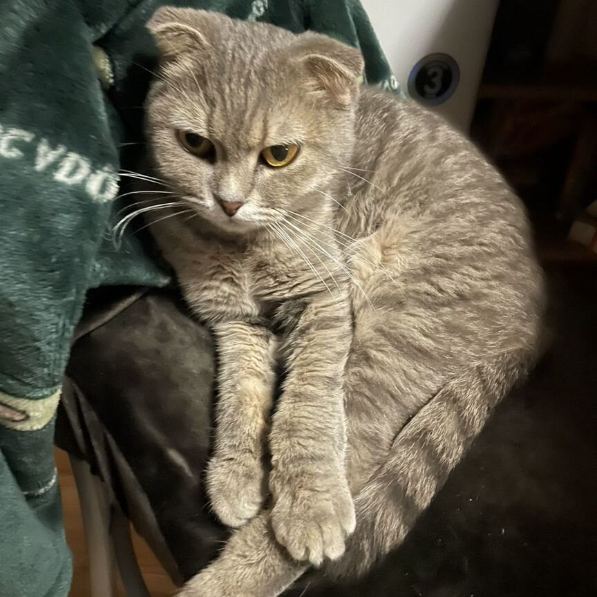 Отдам кошку в добрые руки