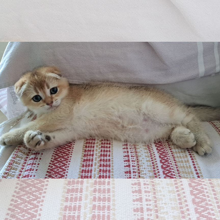 Шотланский вислоухий котенок