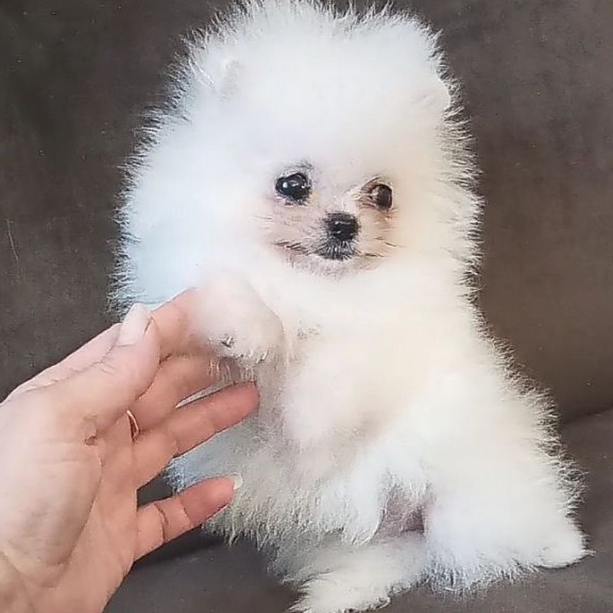 Померанский шпиц