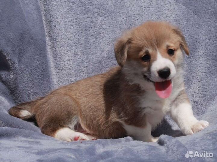 Вельш корги пемброк щеночки