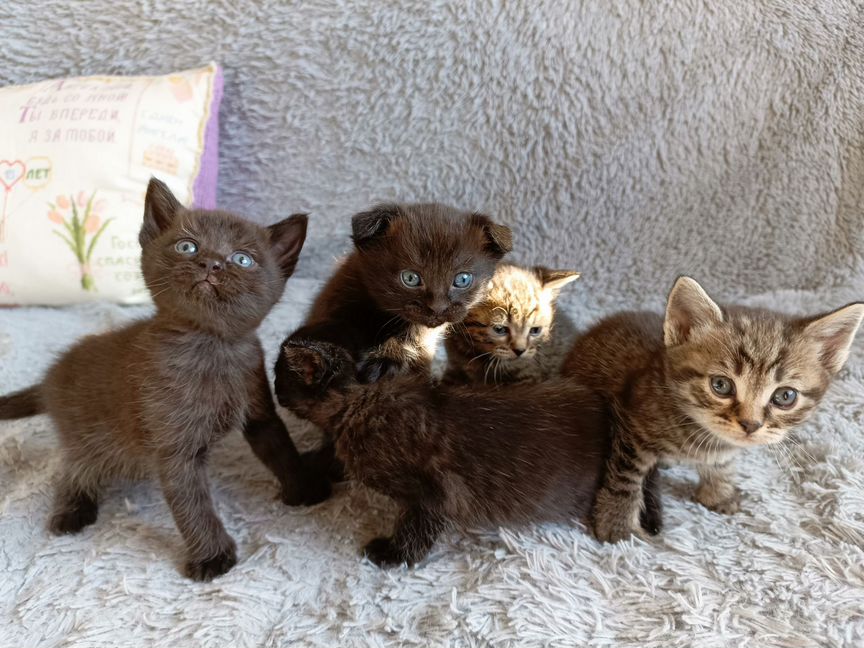 Шотландские Котята