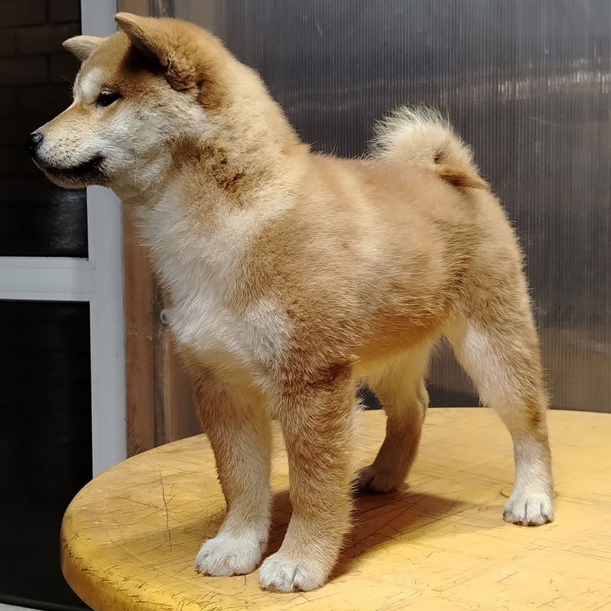 Сиба-ину, щенок