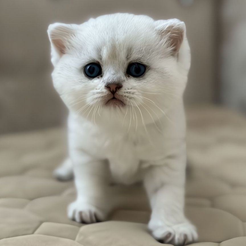 Шотландский вислоухий короткошёрстный котёнок