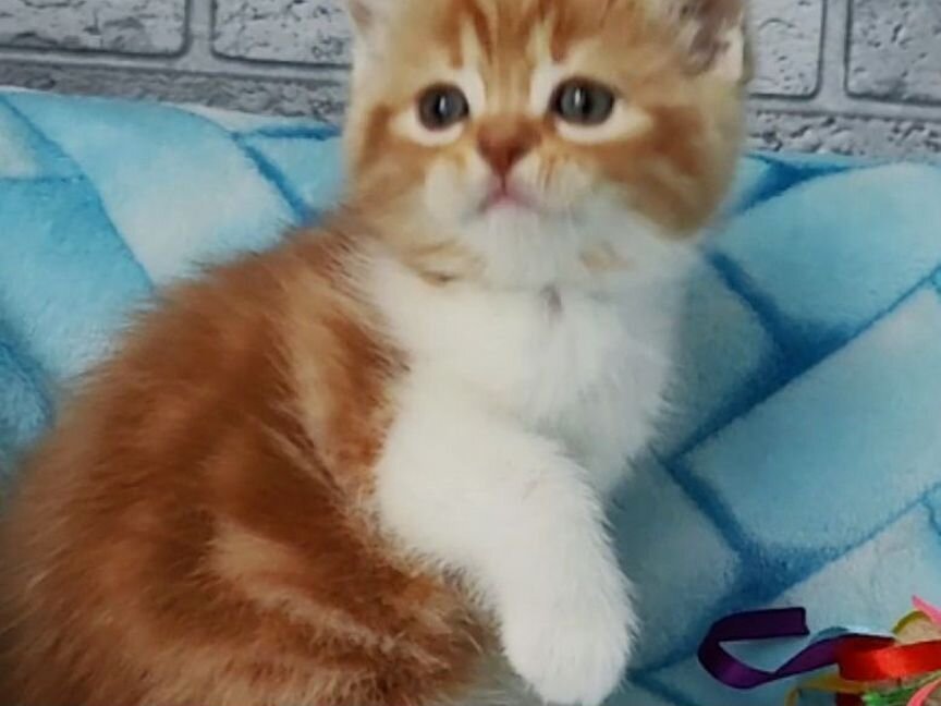 Рыжая кошечка скоттиш страйт