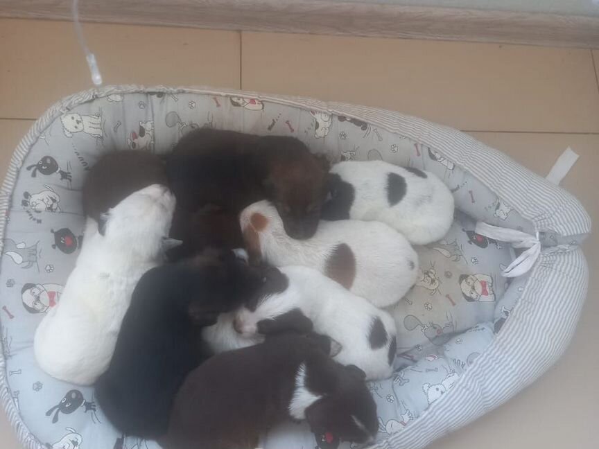 Собаки бесплатно