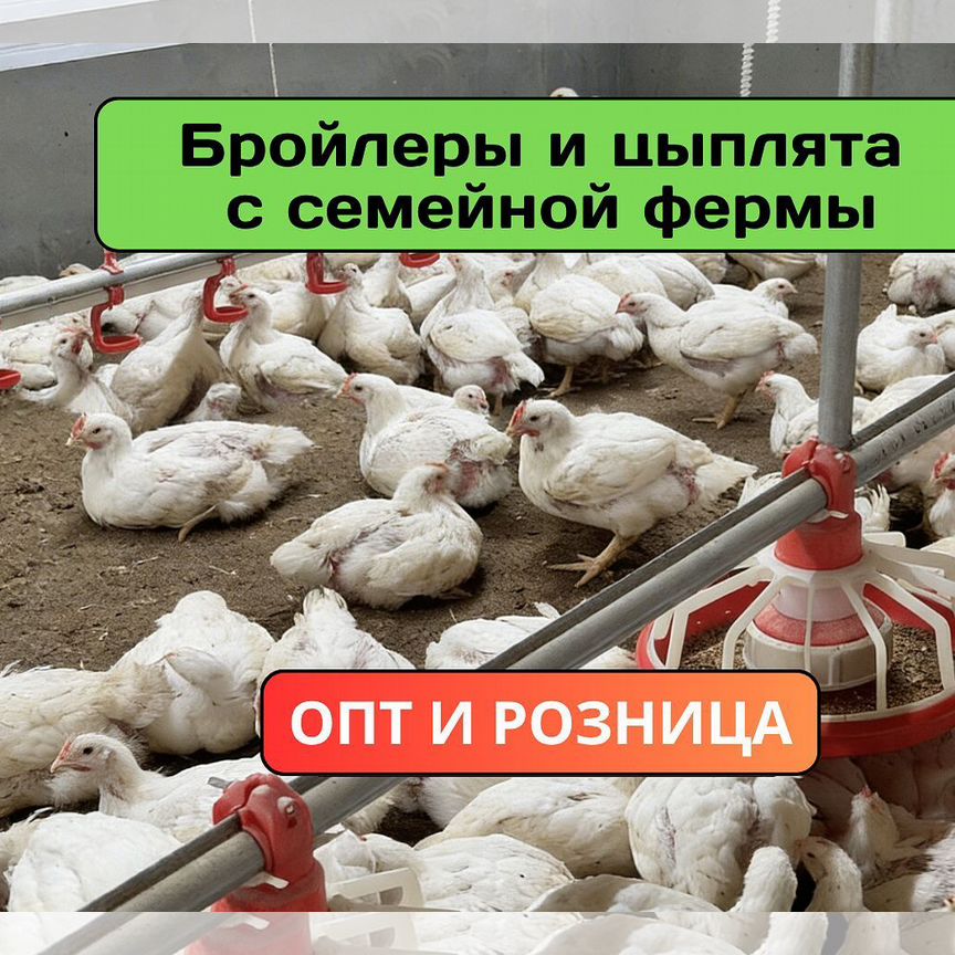 Бройлеры оптом и в розницу от производителя
