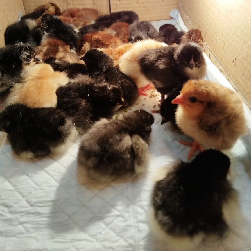 Цыплята суточные от домашних курочек