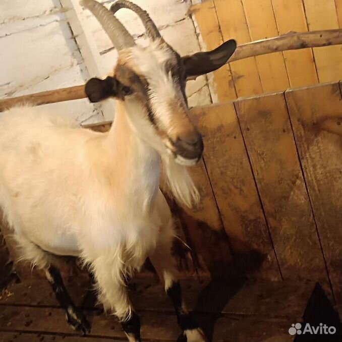 Коза, козлик