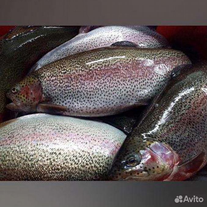 Малек форели