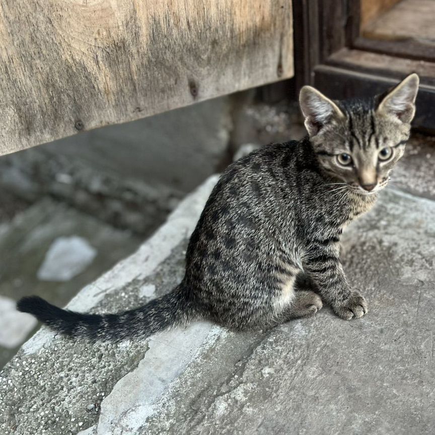 Котенок в добрые руки