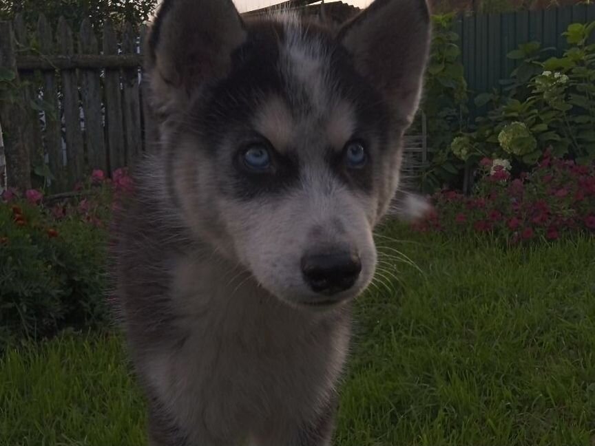 Щенки сибирской хаски