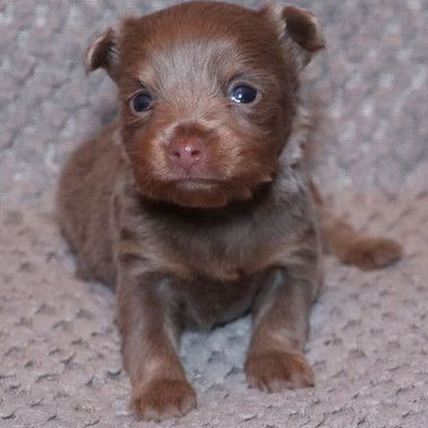 Русский той-терьер, щенок