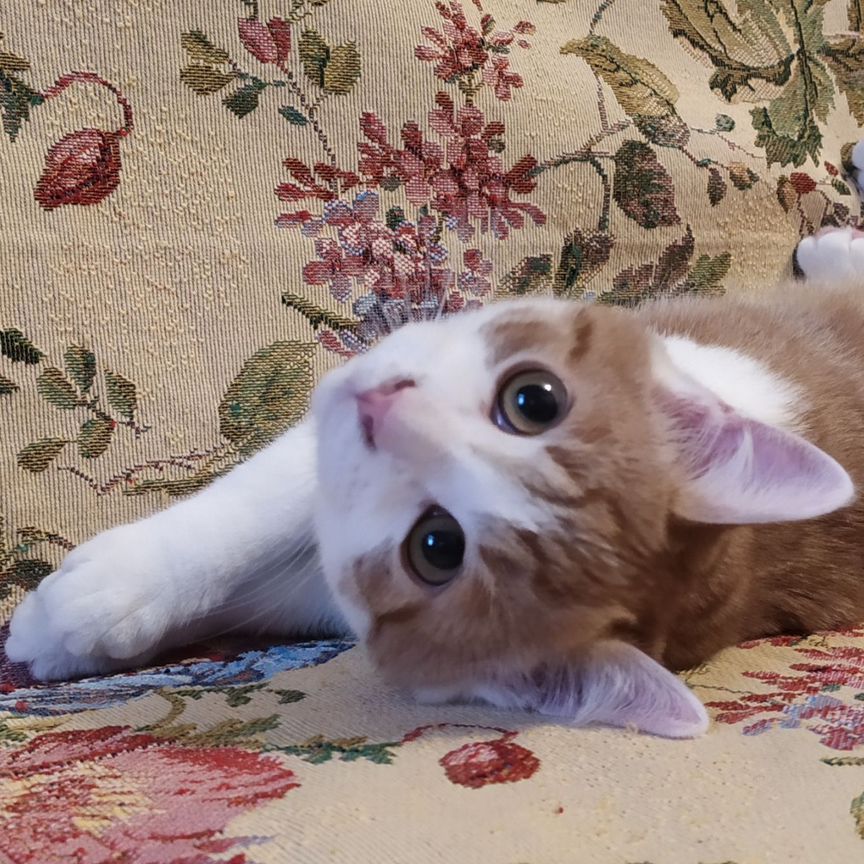 Котёнок в добрые руки