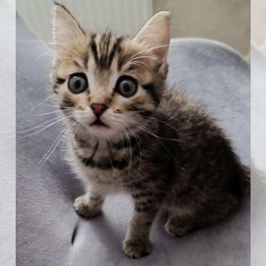 Котята в добрые руки бесплатно девочка