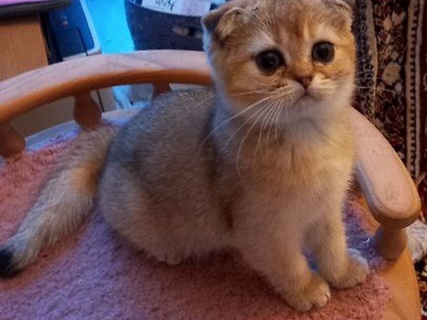 Котята золотого окраса