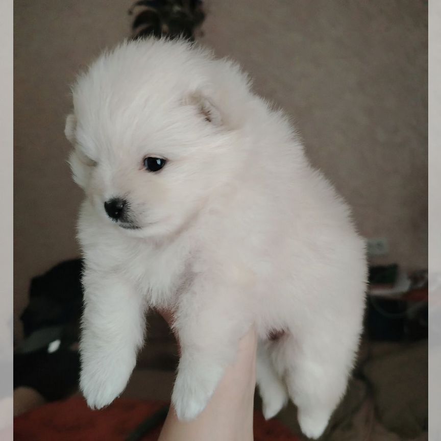 Немецкий шпиц, щенок