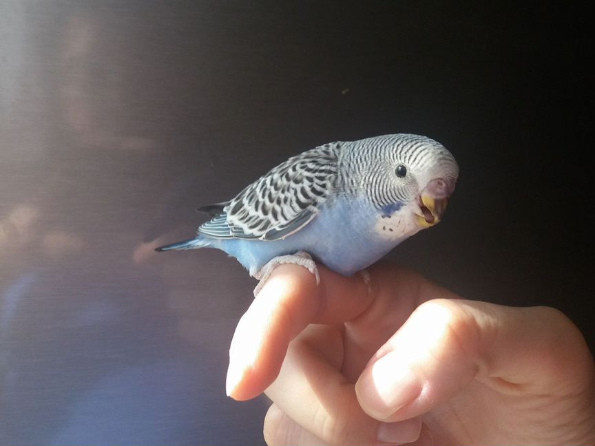 Волнистый попугай