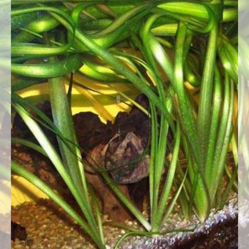 Валиснерия гигантская