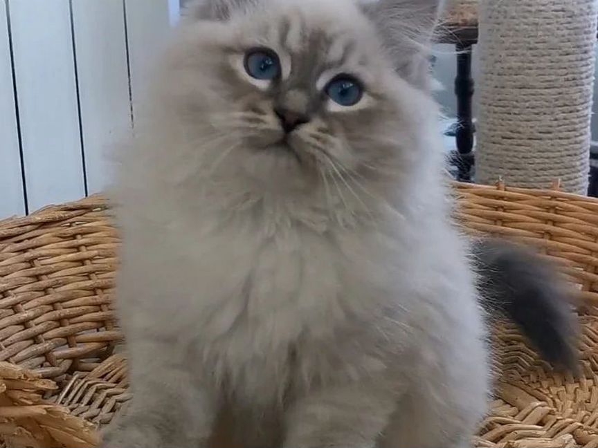 Котенок невский маскарадный.Девочка
