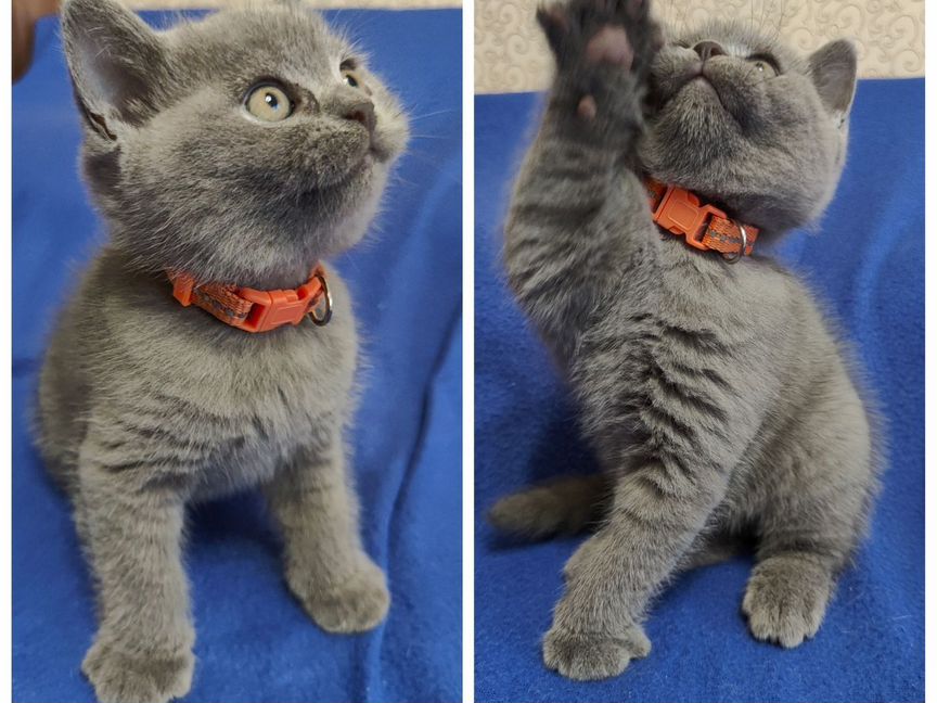 Британские котята