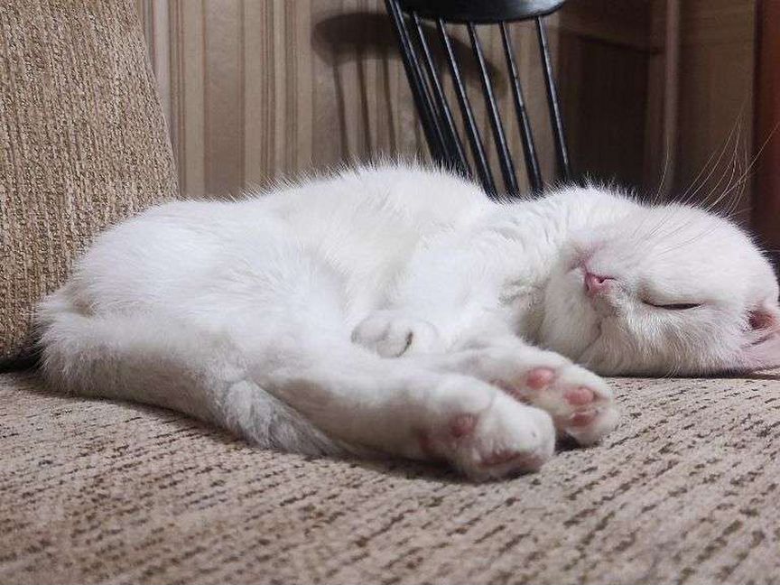 Кошка Шотландская Вислоухая