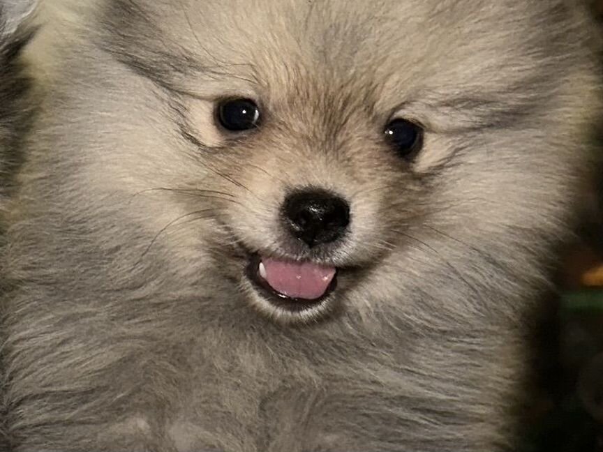 Померанский шпиц