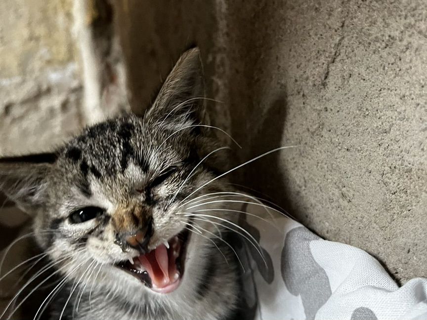 Котёнок