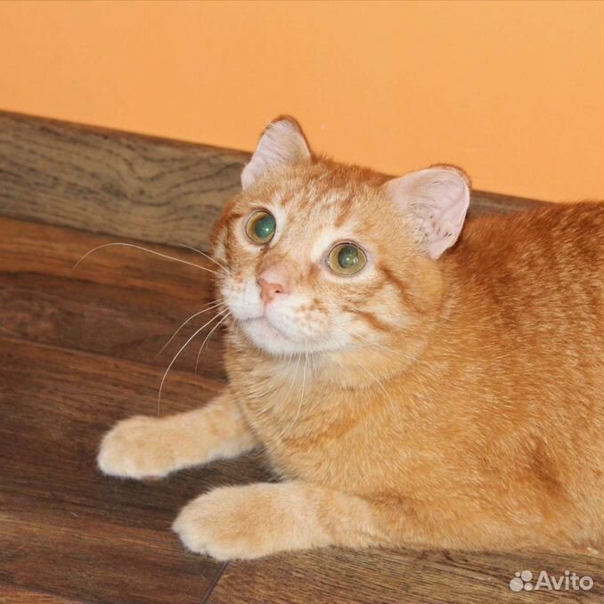 Добрый уютный кот